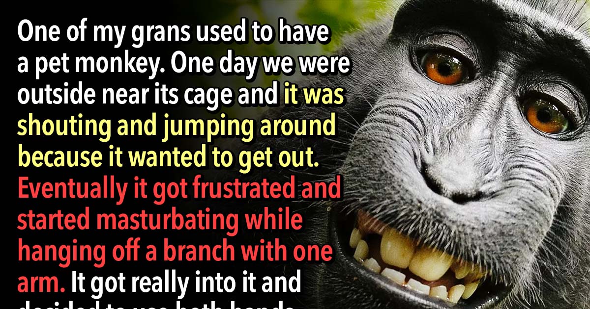 17 Animals That Had Strange Encounters... As Told by Humans