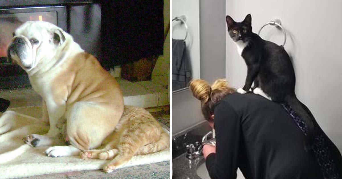 Some Animals Are Total Jerks (10+ pics)