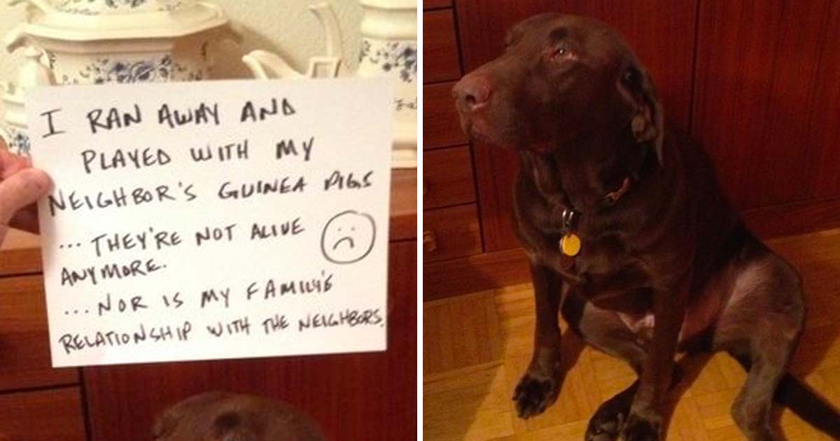 35 Hilarious Instances of Pet Shaming
