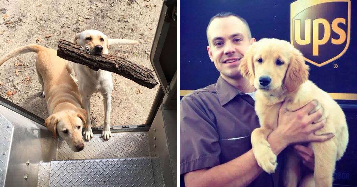 UPS Has a Page For All the Dogs That Drivers Encounter and You're Welcome
