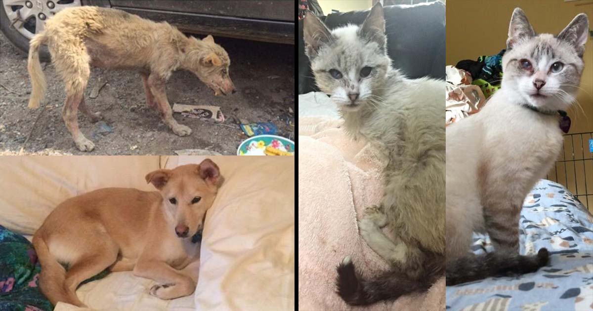 25 Of The Best Before And After Pet Adoption Photos