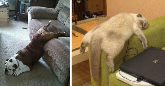 These Pets Being Lazy are Way too Relatable